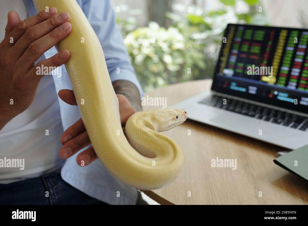 Holding Albino Python While Working from Home Office Desk Stock Photo ...