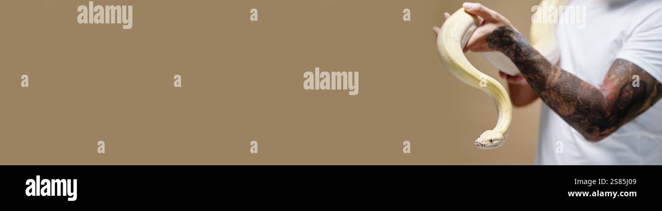 Holding Albino Snake with Tattooed Arm Visible Stock Photo - Alamy