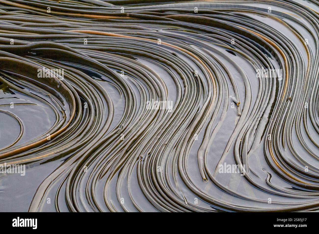 Patterns in kelp low hi-res stock photography and images - Alamy