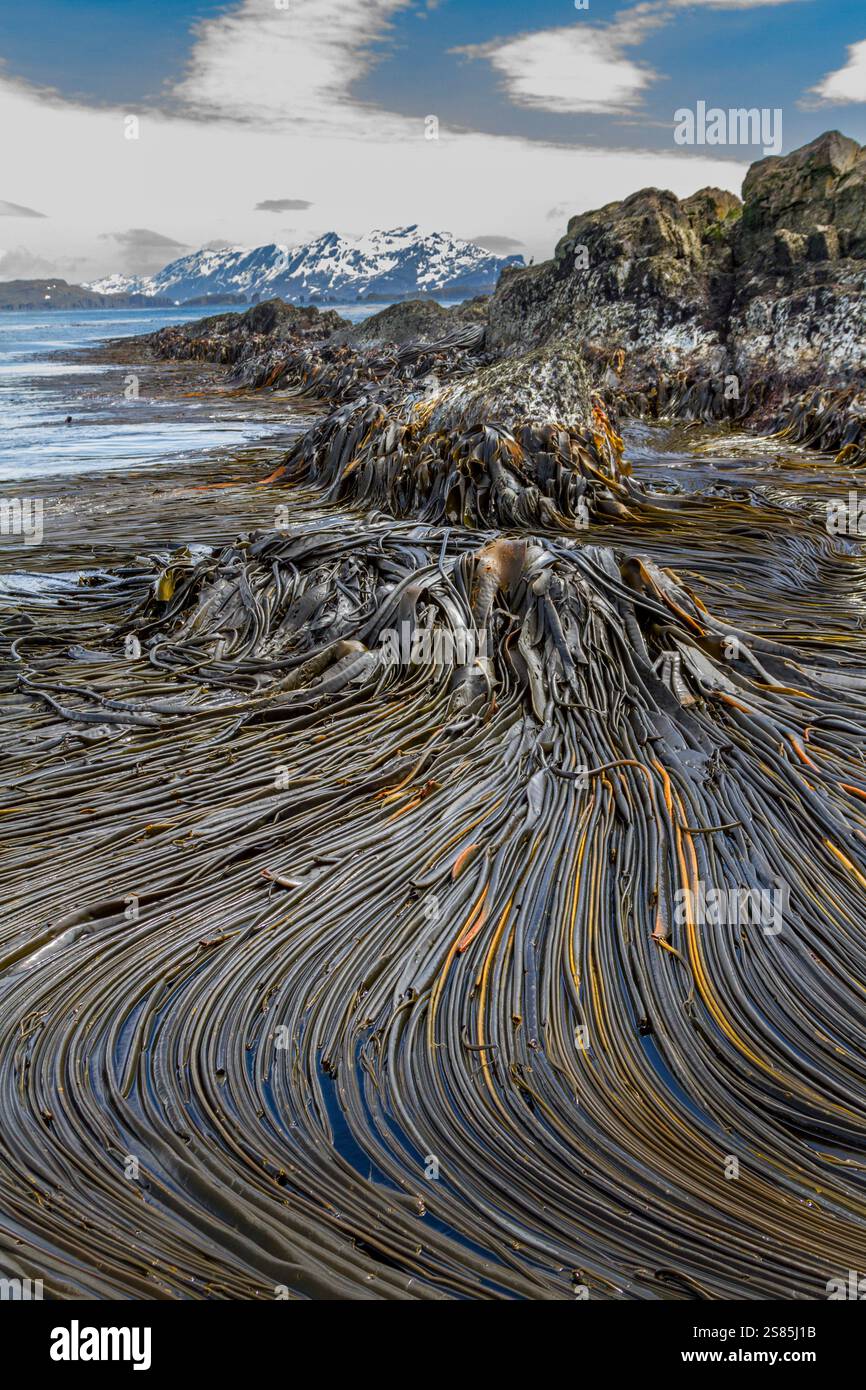 Patterns in the kelp at low tide on South Georgia Island, Southern ...