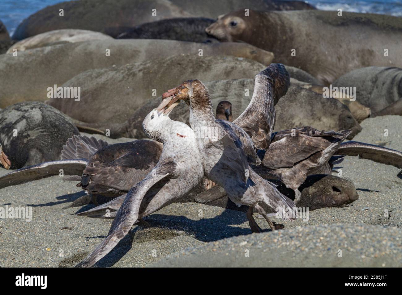 Northern giant petrels (Macronectes halli) fighting over the scavenging ...