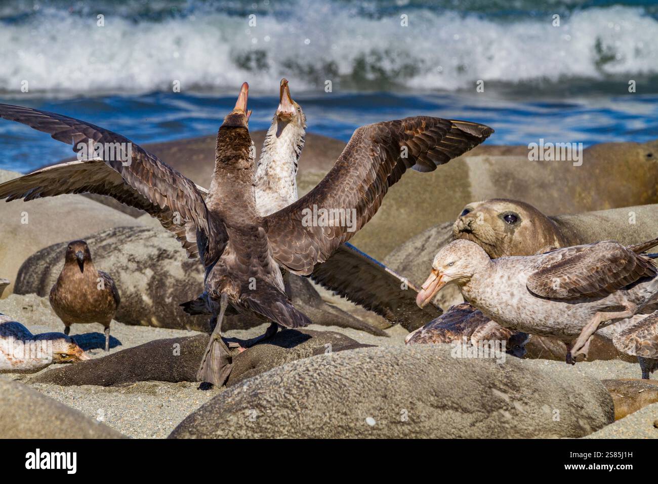 Northern giant petrels (Macronectes halli) fighting over the scavenging ...