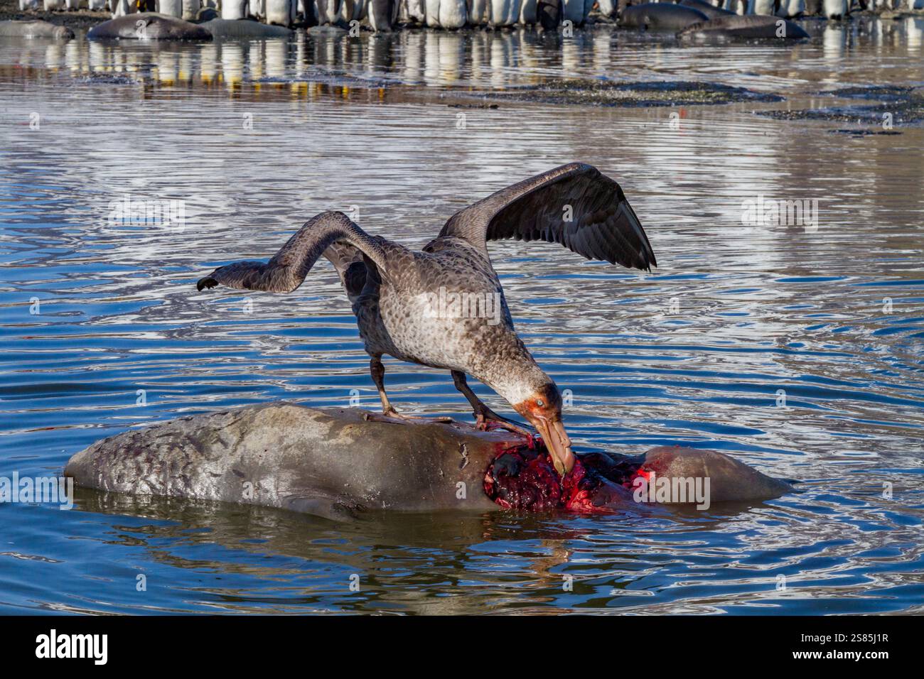 Northern giant petrel (Macronectes halli) scavenging and feeding on a ...