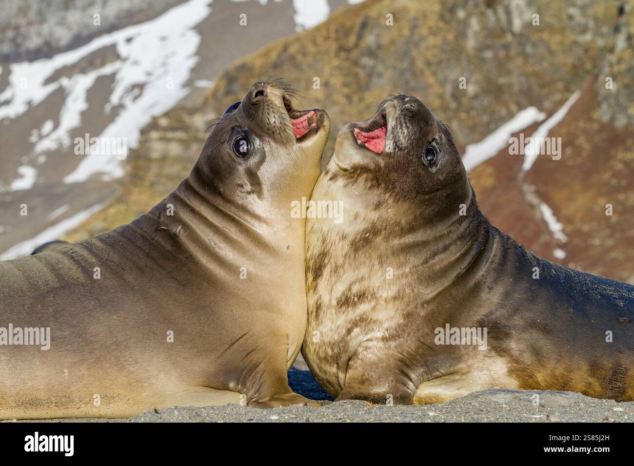 Male southern elephant seal (Mirounga leonina) pups mock fighting on ...