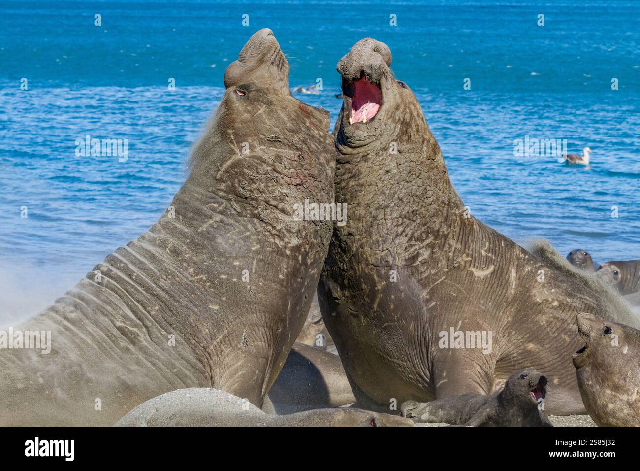 Adult bull southern elephant seals (Mirounga leonina) fighting for ...