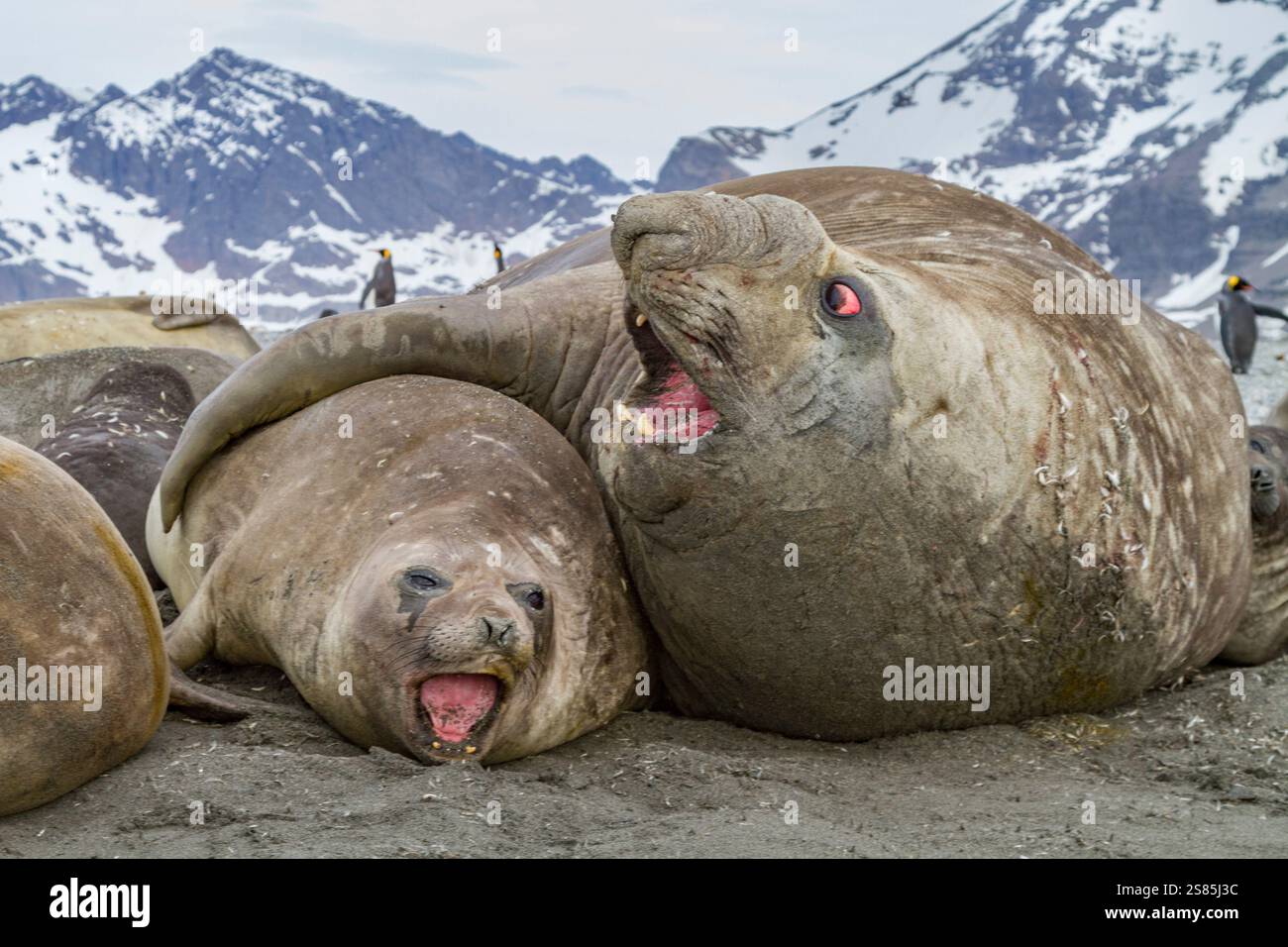 Southern elephant seal (Mirounga leonina) mating behavior on South Georgia Island, Southern ...