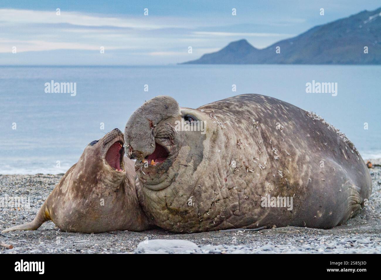 Southern elephant seal (Mirounga leonina) mating behavior on South Georgia Island, Southern ...