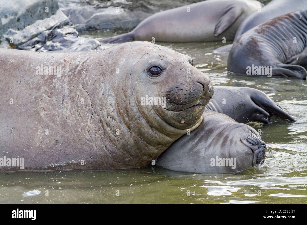 Young adult bull southern elephant seal (Mirounga leonina) holding ...