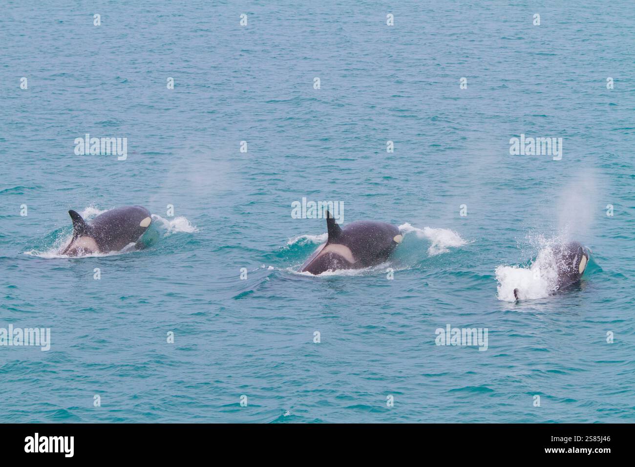 A small pod of killer whales (Orcinus orca) off the coast of South ...