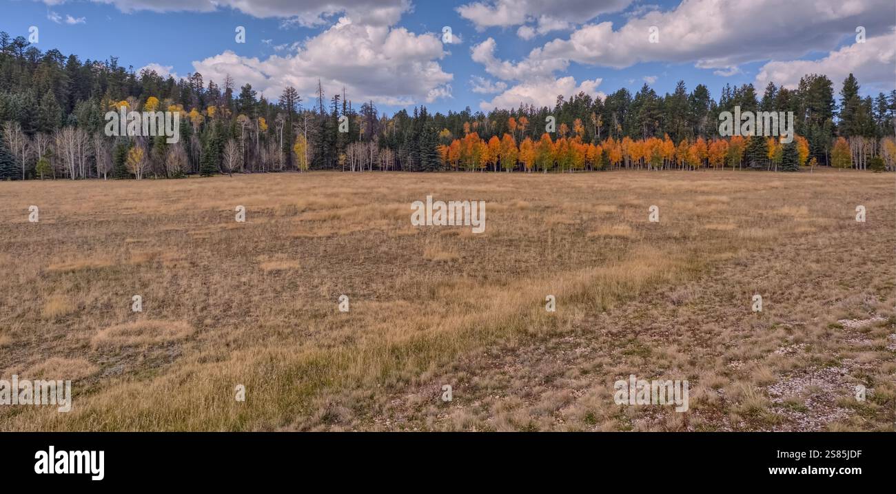 Deciduous trees with yellow and orange fall colors mixed with green ...