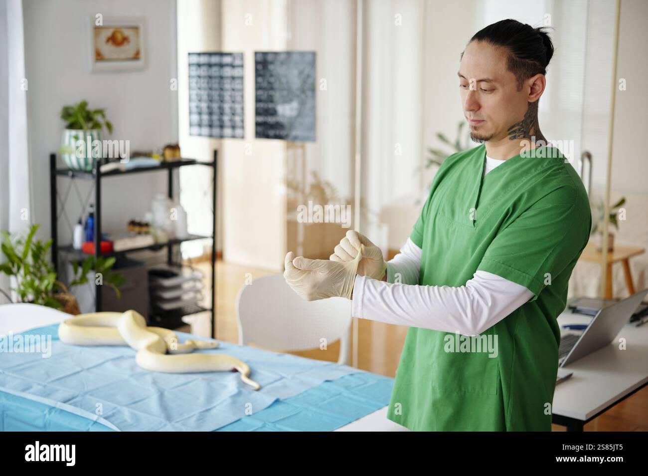 Veterinarian Preparing for Examining Pet Snake in Clinic Stock Photo ...