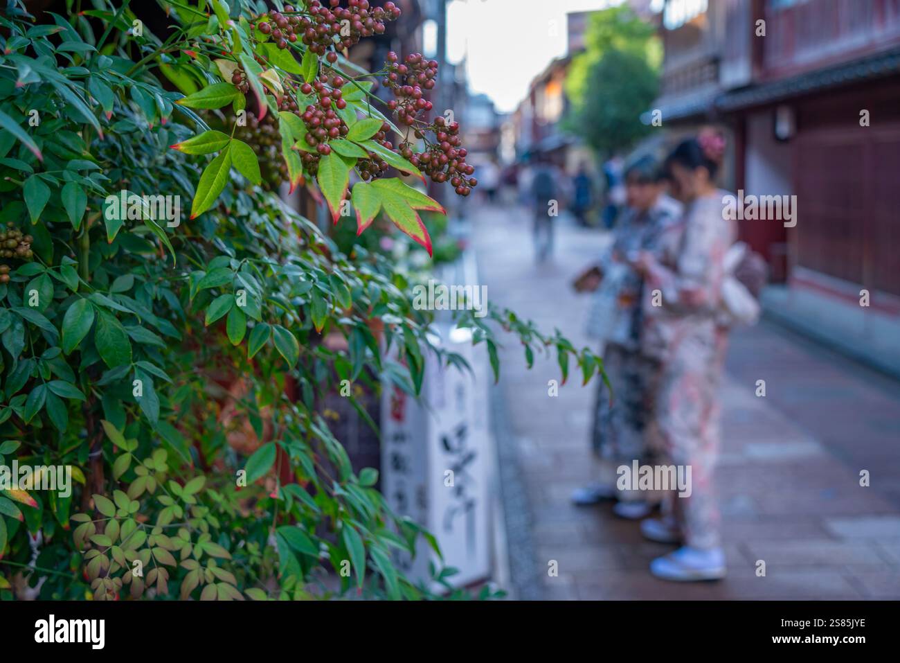 View of autumn leaves and couple wearing Kimons in the Higashi Chaya ...