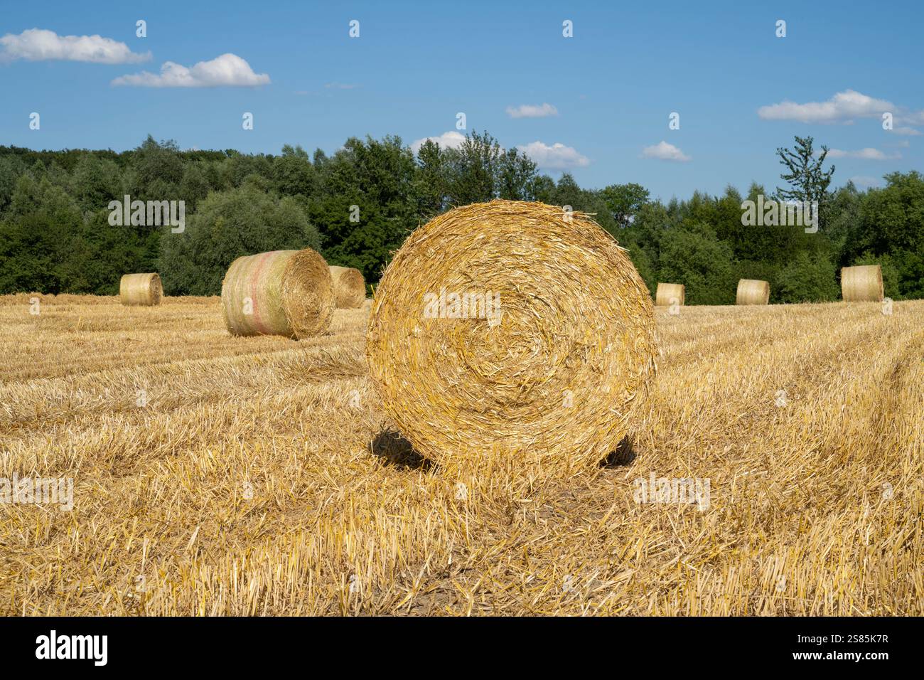 Straw bale on a grain field Stock Photo - Alamy