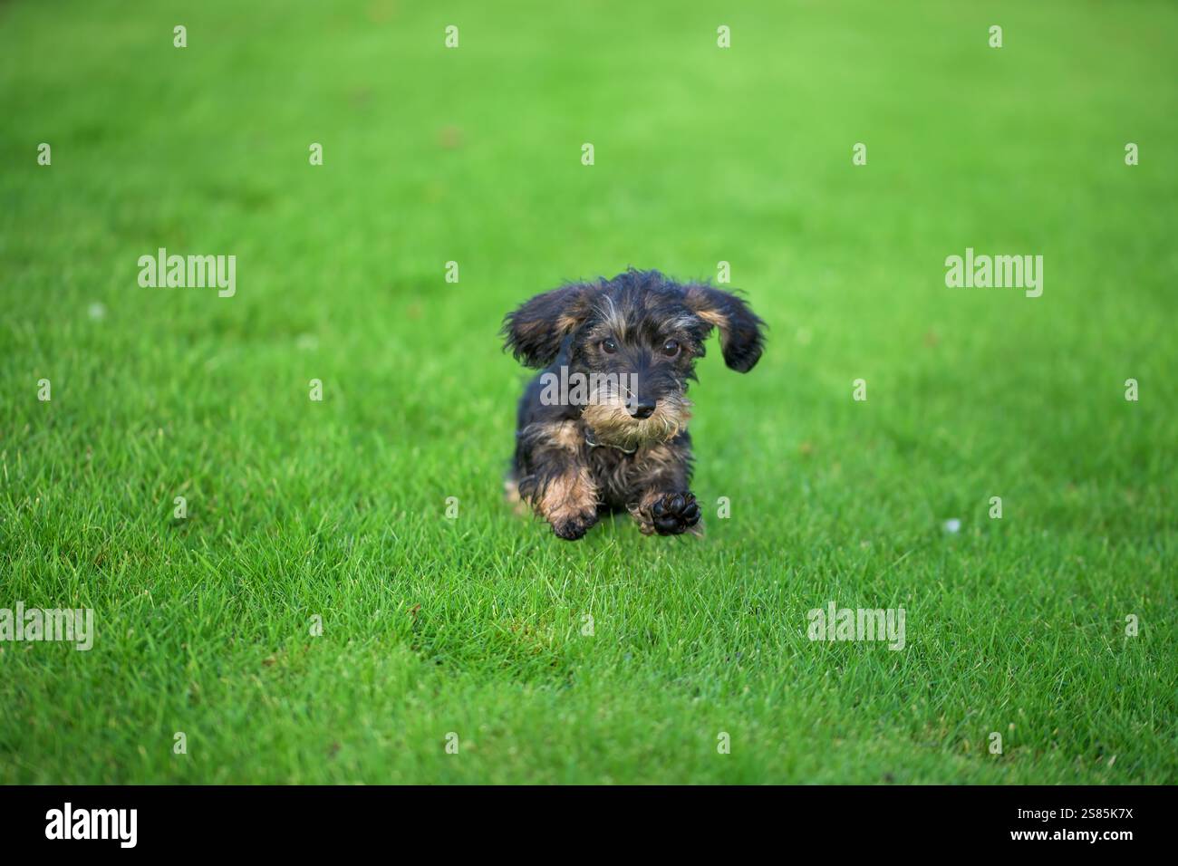 A cute Miniature Wire Haired Dachshund puppy, wild boar, in mid air ...