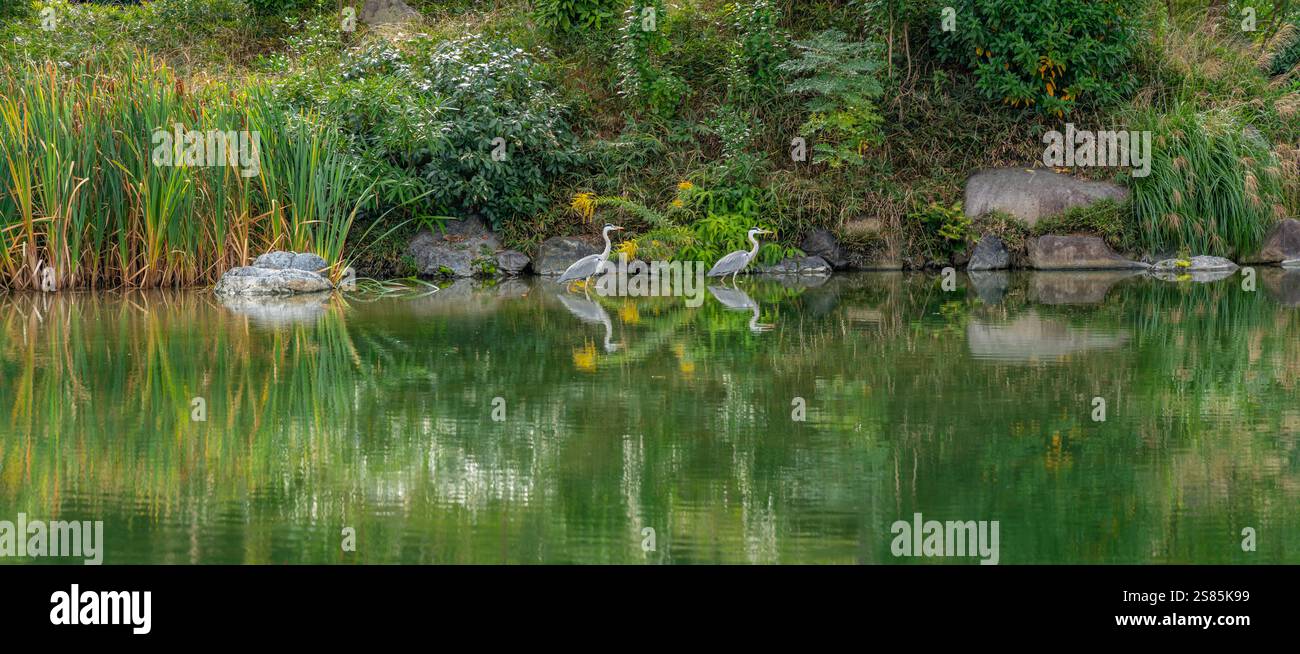 View of heron in Shoseien Garden in early Autumn, Shimogyo Ward ...