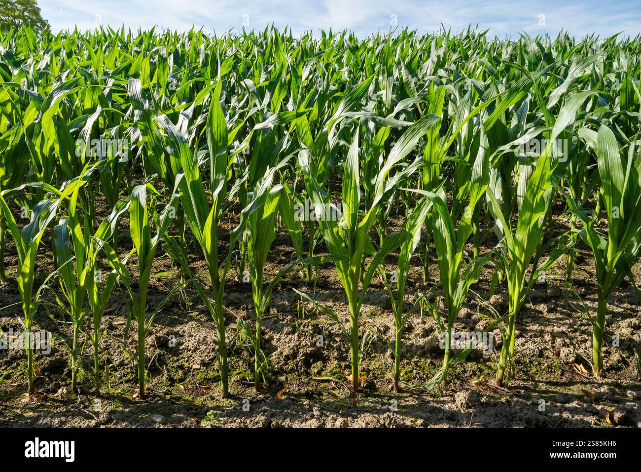 Maize field with young plant Stock Photo - Alamy