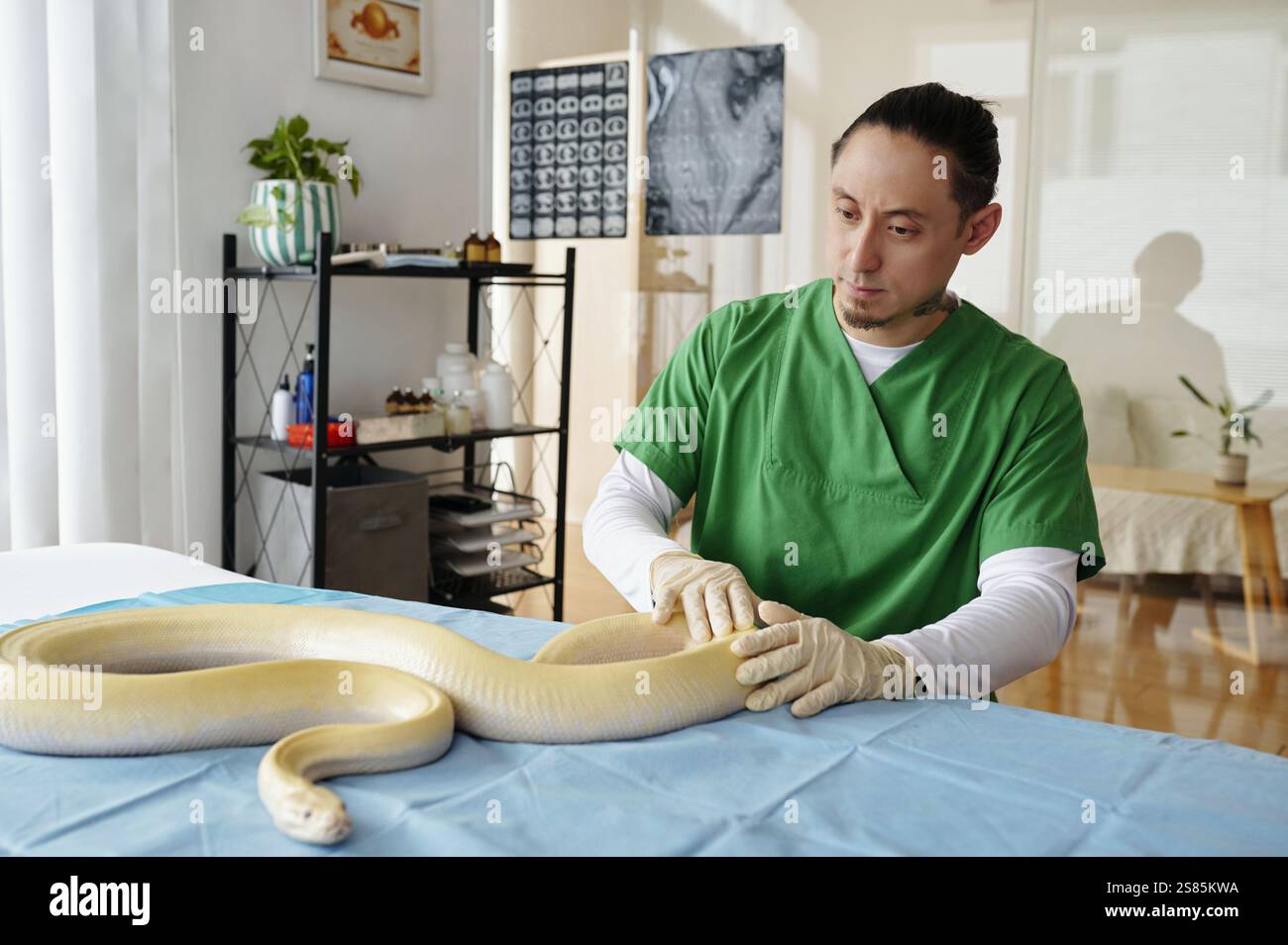 Veterinarian Examining Albino Snake in Clinic Room Stock Photo - Alamy