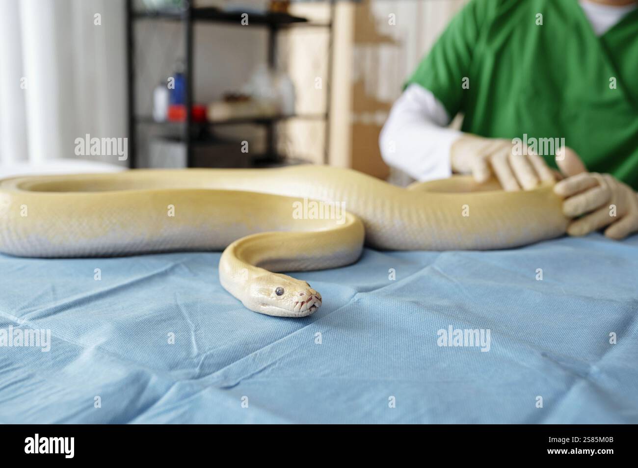 Reptile handling safety hi-res stock photography and images - Alamy