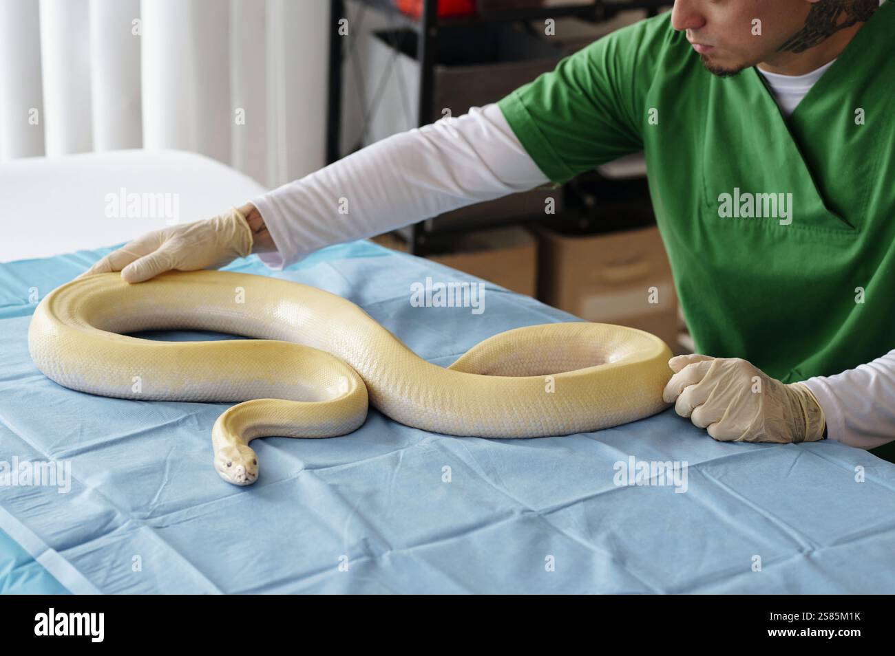 Handling Large Yellow Snake in Veterinary Clinic Setting Stock Photo ...