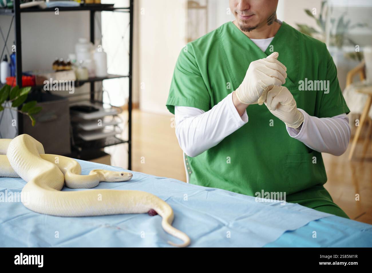 Examining Snake in Veterinary Clinic Setting Stock Photo - Alamy