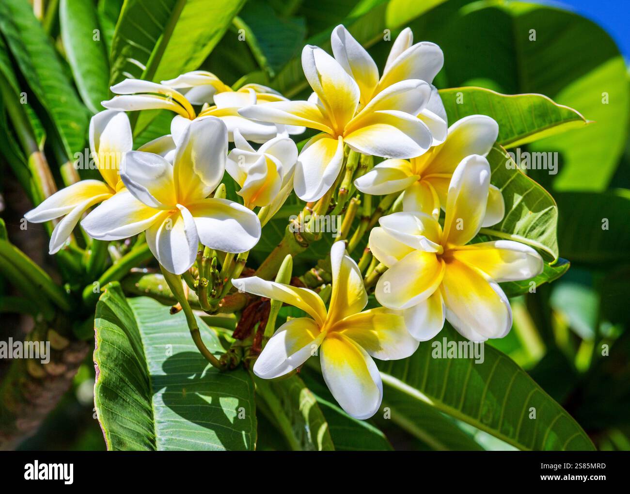 Frangipane flowers (Plumeria alba), Bermuda Stock Photo - Alamy
