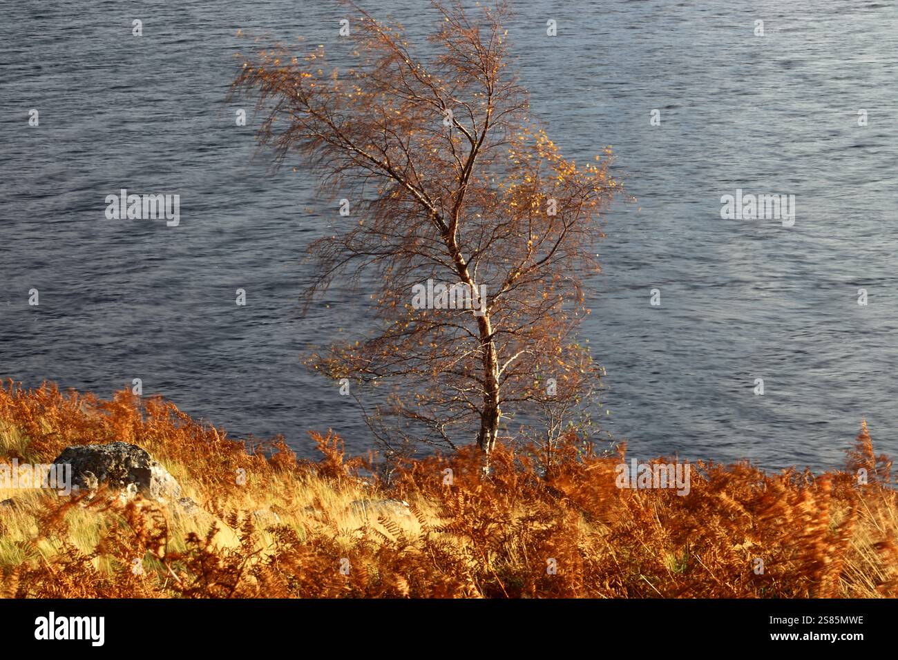 Tree, Loch Naver, Sutherland, Highland, Scotland, United Kingdom Stock ...