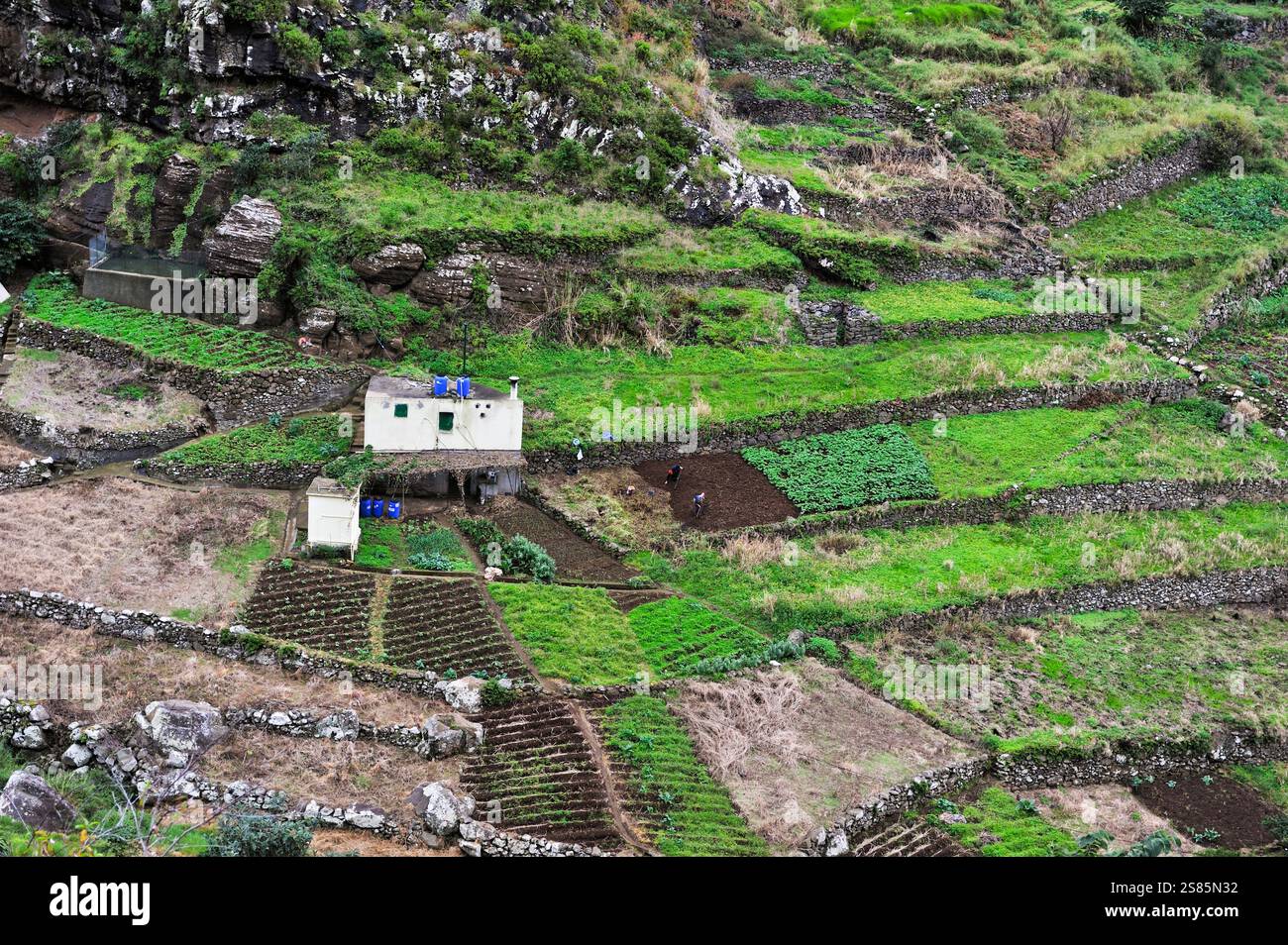 Terrace cultivation on the heights of Machico, Madeira island, Atlantic ...