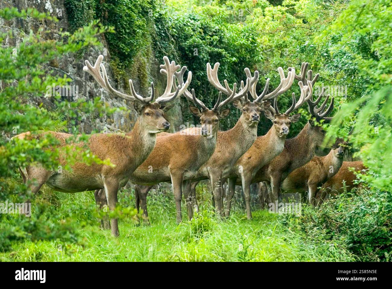 Deer in Powis Castle park, Welshpool, Powys, Wales, United Kingdom ...
