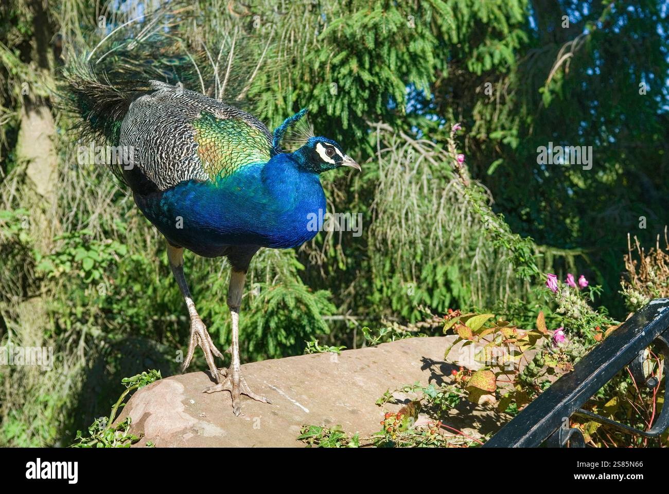 Peacock, Ruthin Castle, Clwyd, Wales, United Kingdom Stock Photo - Alamy