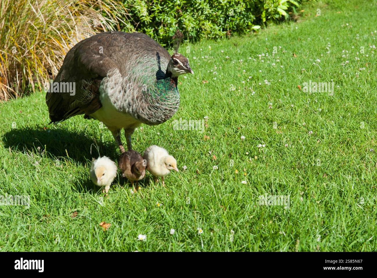 Female Peacock (peahen) and chicks, Ruthin Castle, Clwyd, Wales, United ...