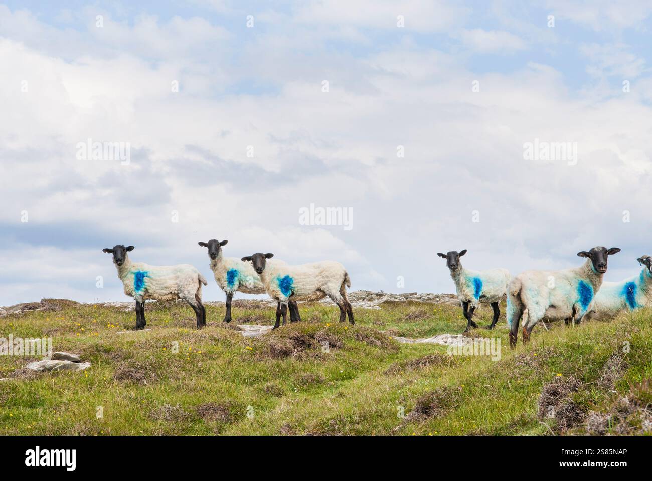 Sheep at Inishbofin island, Connemara, County Galway, Connacht ...