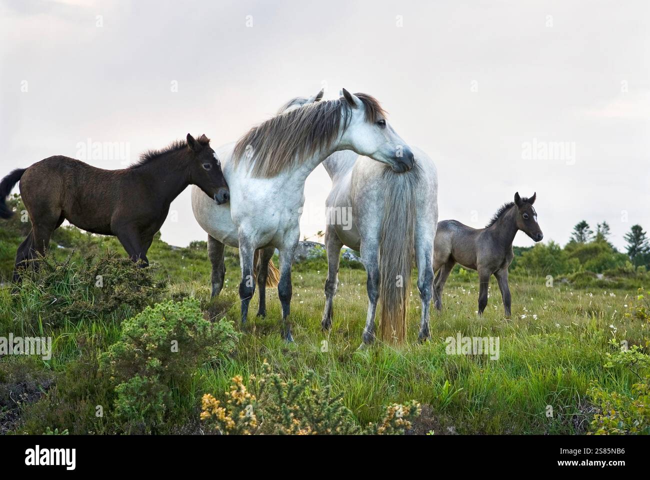 Horse connemara pony stallion hi-res stock photography and images - Alamy