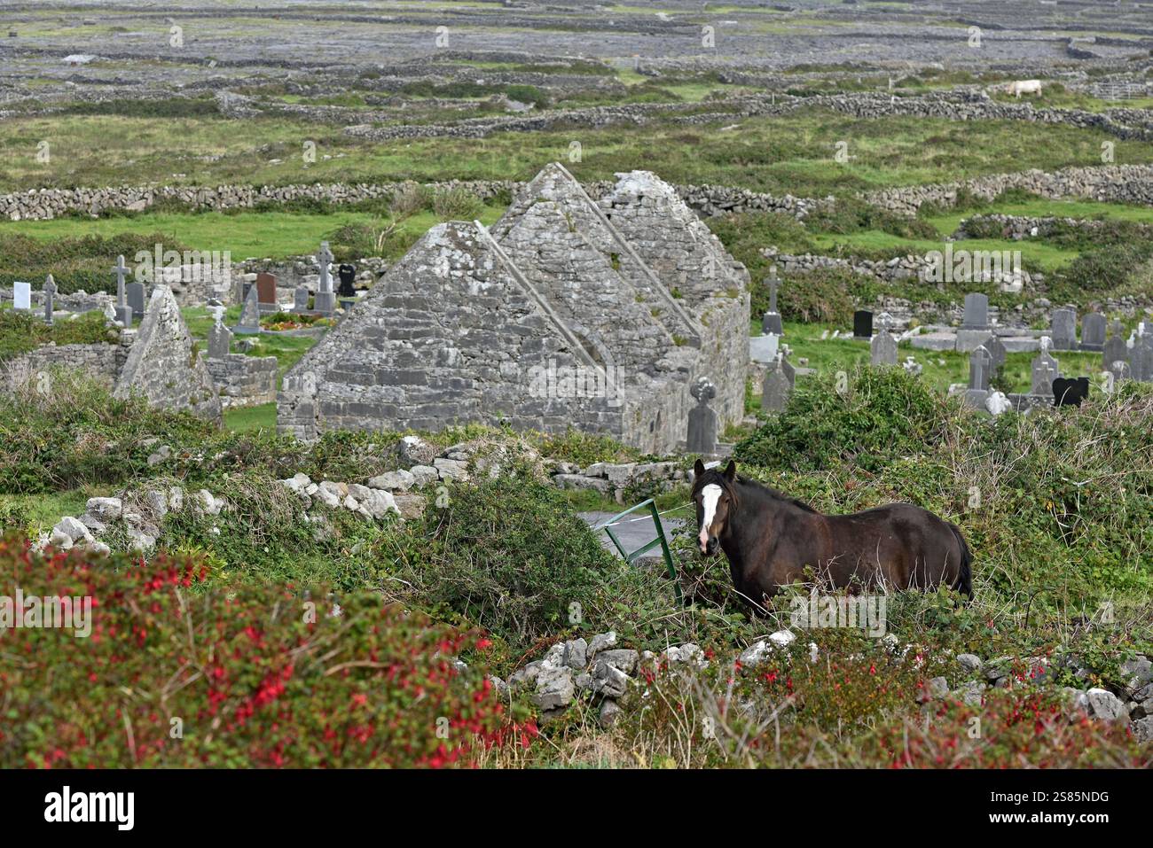 Horse in ruins of Na Seacht dTeampaill (Seven Churches), Inishmore ...