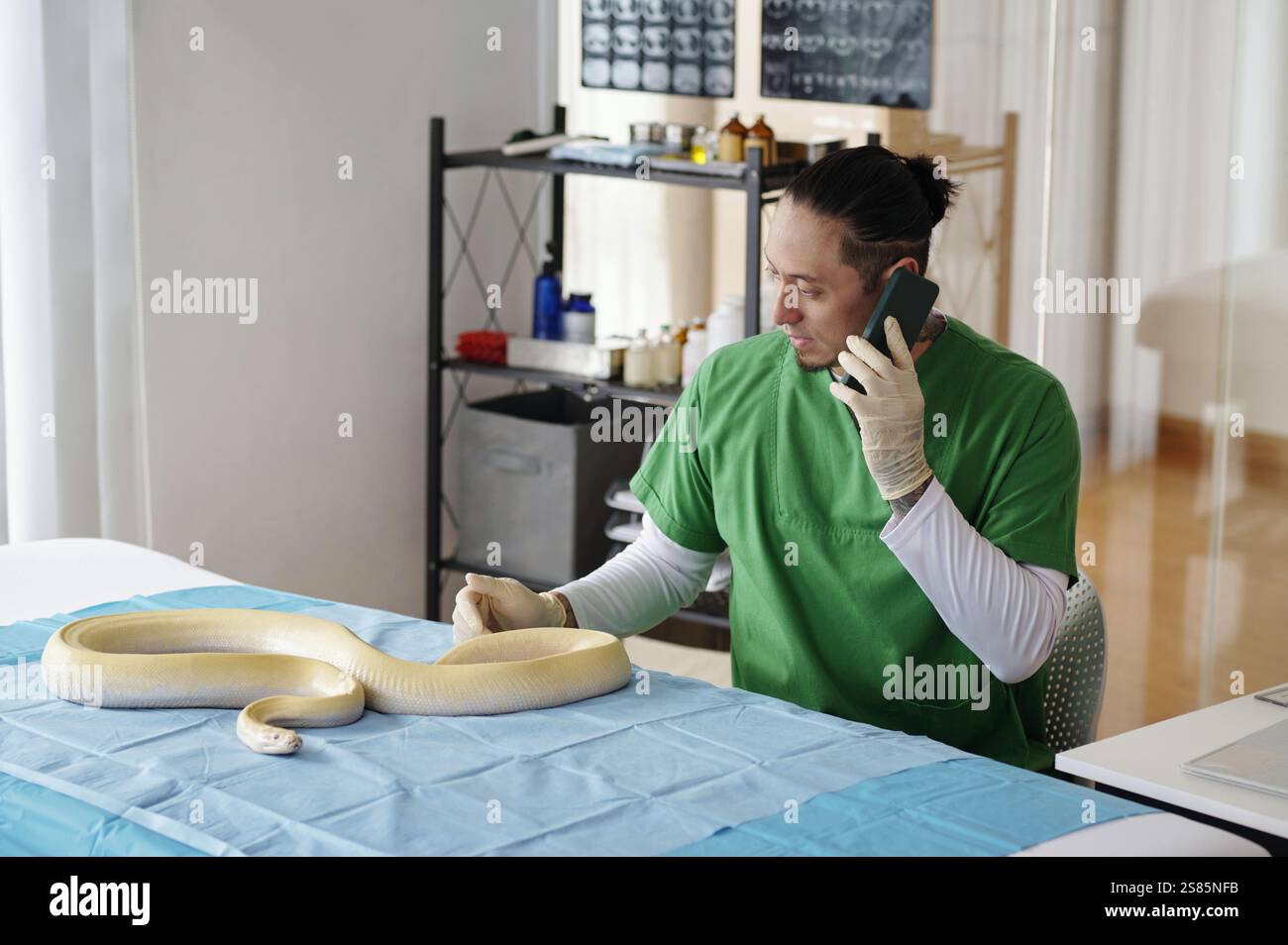 Taking Call While Handling Large Yellow Snake in Clinic Stock Photo - Alamy
