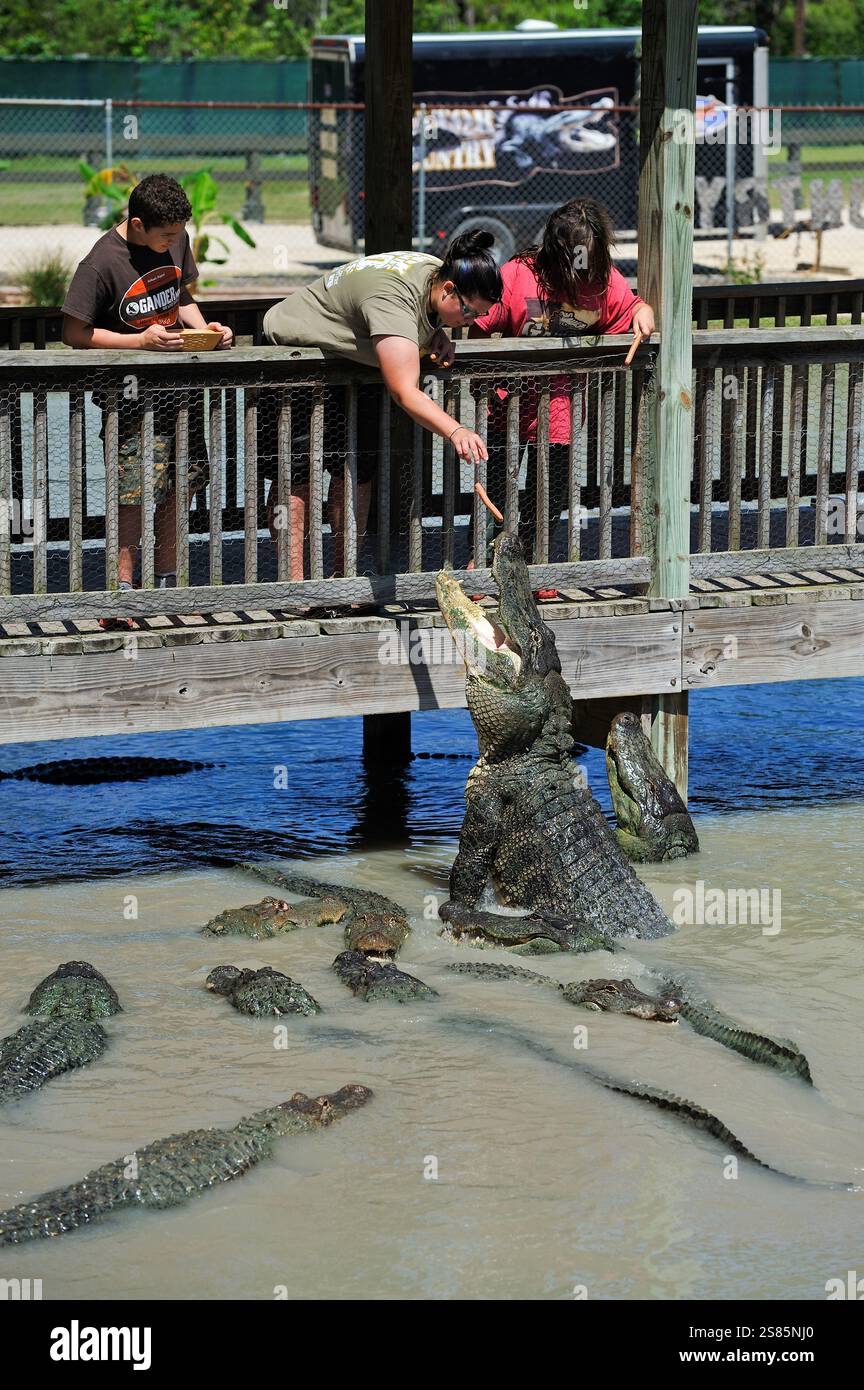 Alligators feeding, Gator Country Wildlife Adventure Park, Beaumont ...