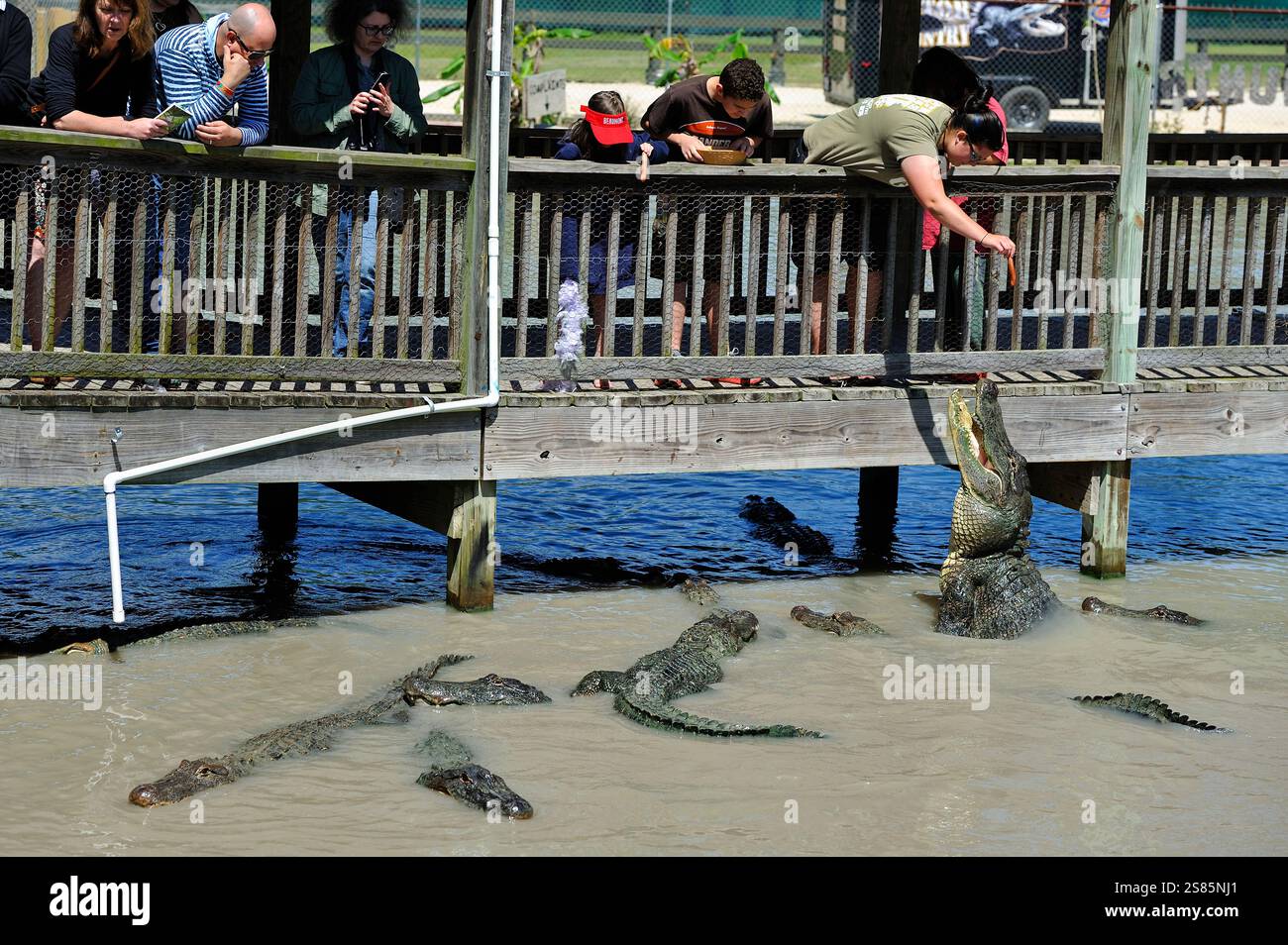 Alligators feeding, Gator Country Wildlife Adventure Park, Beaumont ...