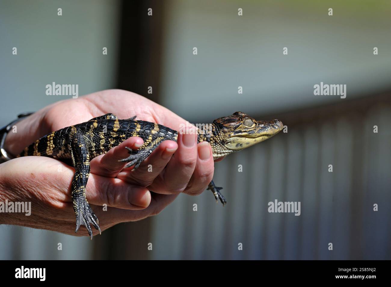 Juvenile alligator, Gator Country Wildlife Adventure Park, Beaumont ...
