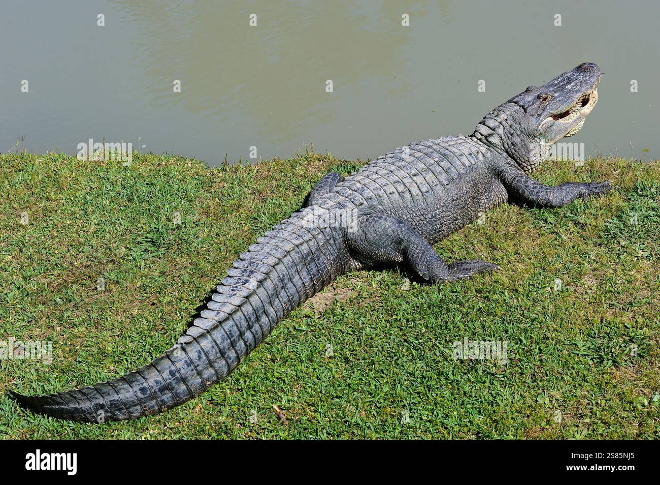 Alligator (Alligator mississippiensis), by the water, Gator Country ...