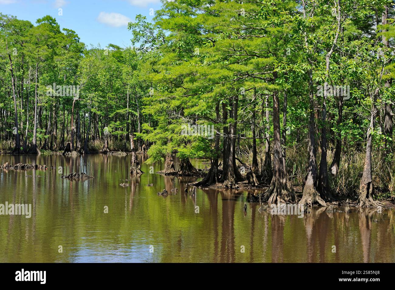 Cypress-lined backwater channel of Neches River, Beaumont, Texas ...