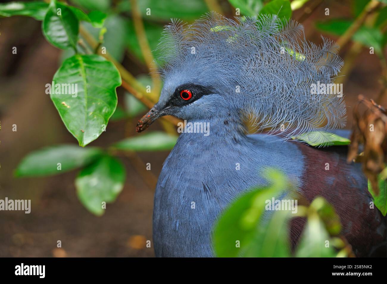 Victoria crowned pigeon (Goura victoria), Rainforest Pyramid, Moody ...