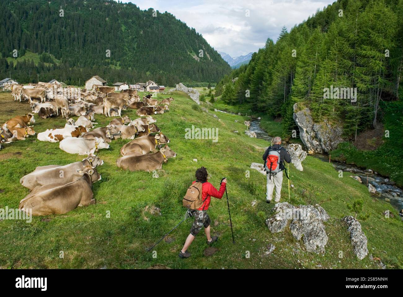 Brune suisse hi-res stock photography and images - Alamy