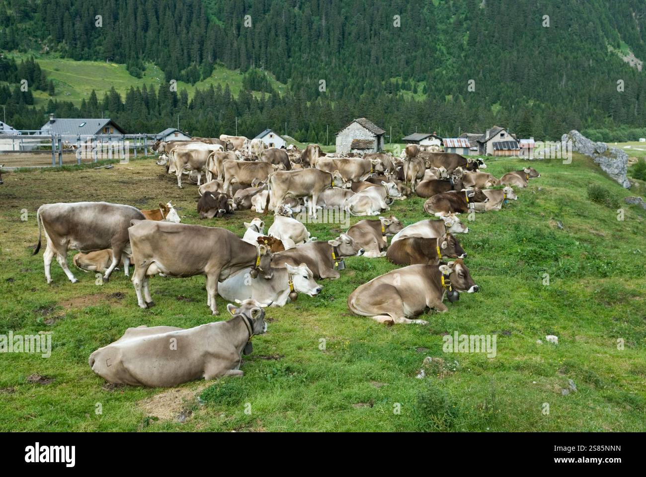 Brune Suisse cows, cattle farm Pian Segno, Blenio vallee, Canton Ticino ...