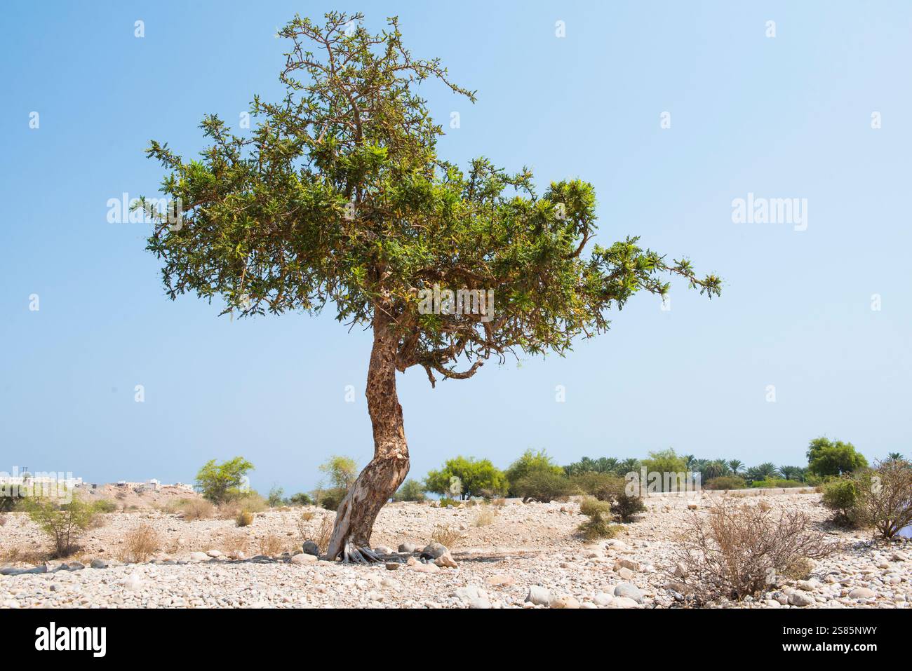 Boswellia sacra (frankincense) (olibanum) tree, Sultanate of Oman ...
