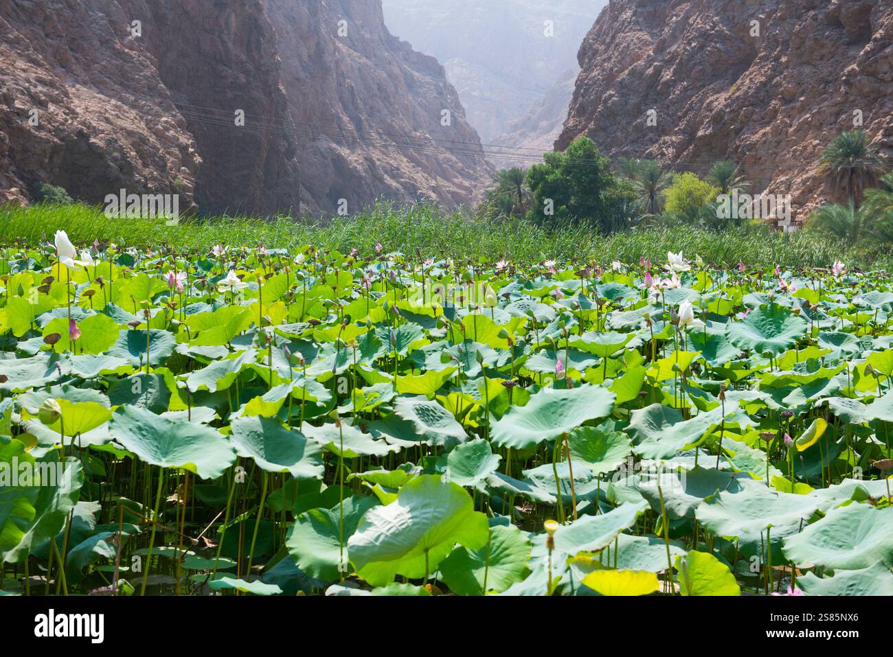 Lotus (Nelumbo nucifera) at the mouth of the Wadi Shab, canyon near ...