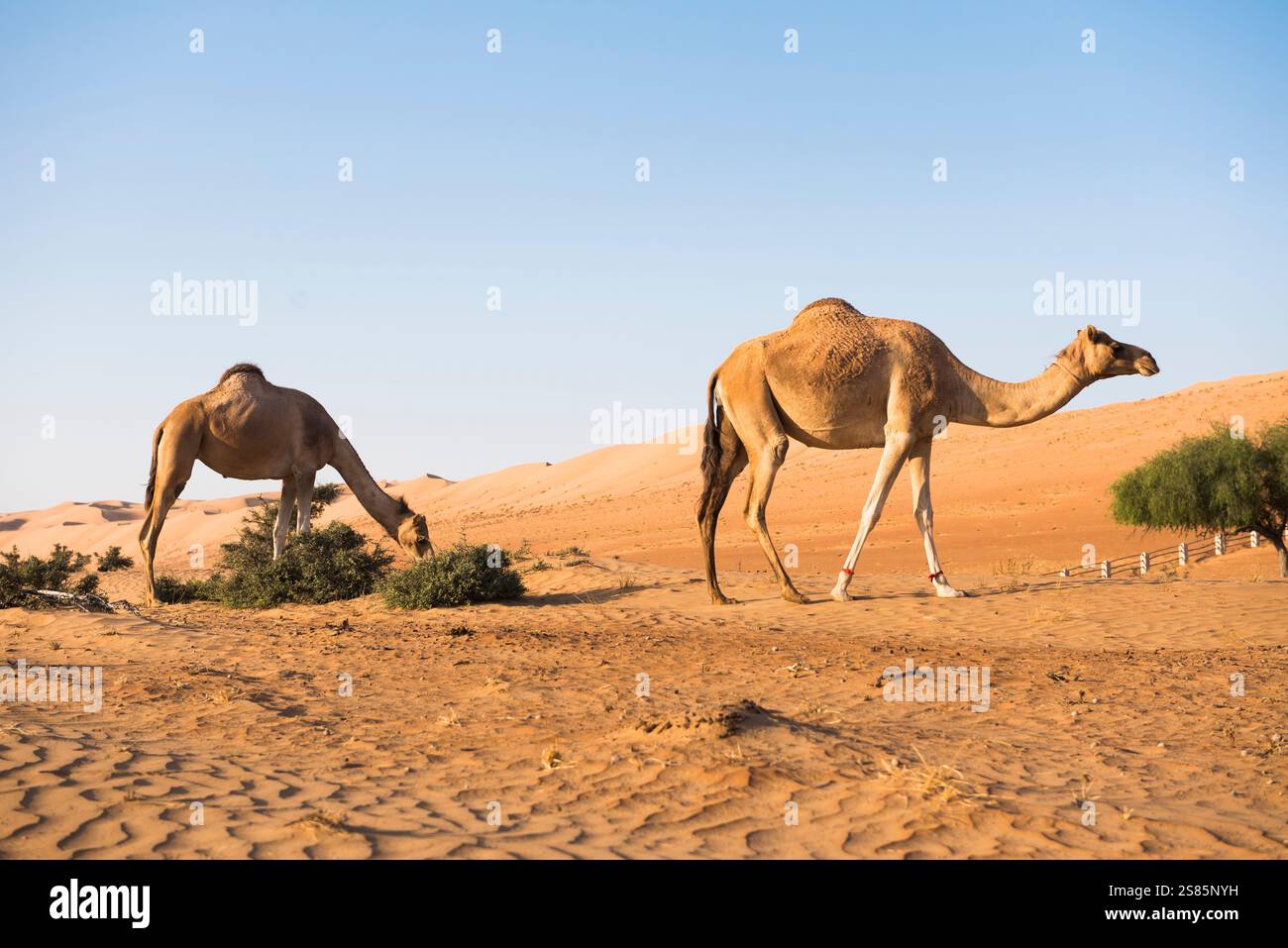 Camels in the Sharqiya Sands, formerly Wahiba Sands, desert region ...