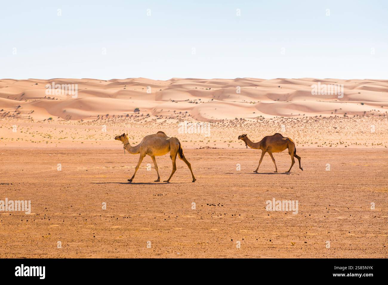 Dunes and camels in the Sharqiya Sands, formerly Wahiba Sands, desert ...