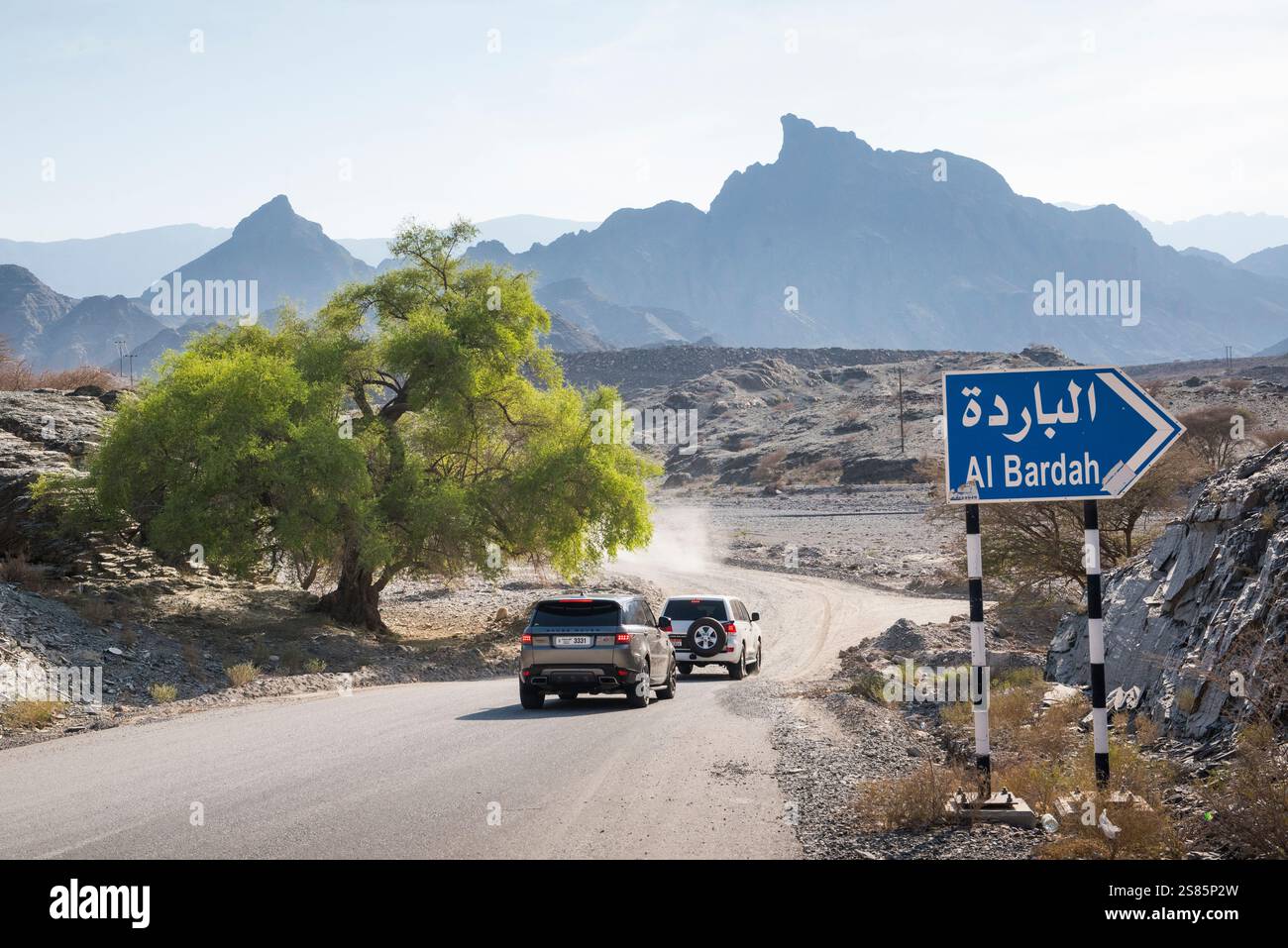 Beautiful tree (sedar), on edge of Wadi Bani Awf, NE slope of Jebel ...