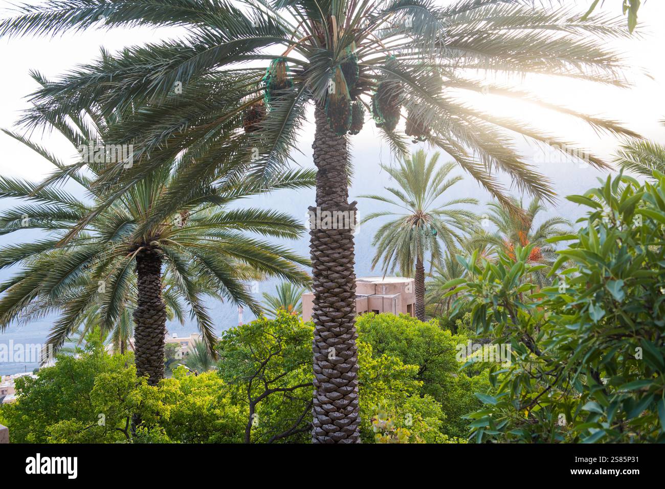 Palm trees, Wakan village, Western Hajar Mountains, border South ...