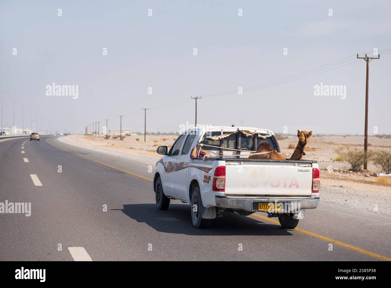Camel transport in the back of a pickup, Sultanate of Oman, Arabian ...