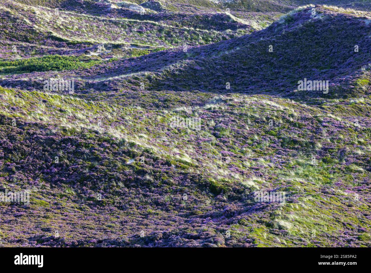 Heather sand hi-res stock photography and images - Alamy